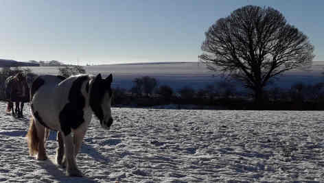 Thornton Rose RDA horses