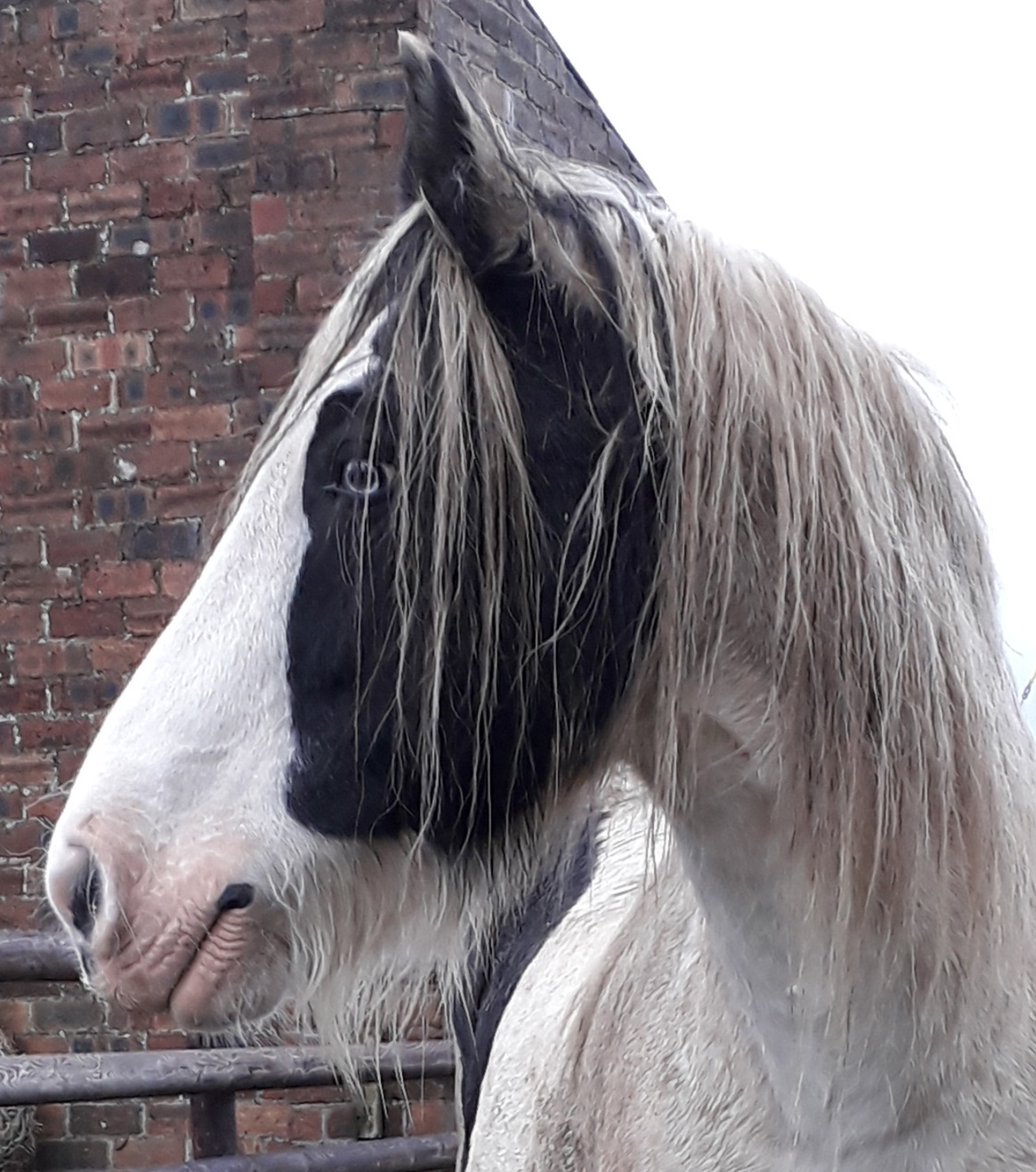 Thornton Rose RDA horses