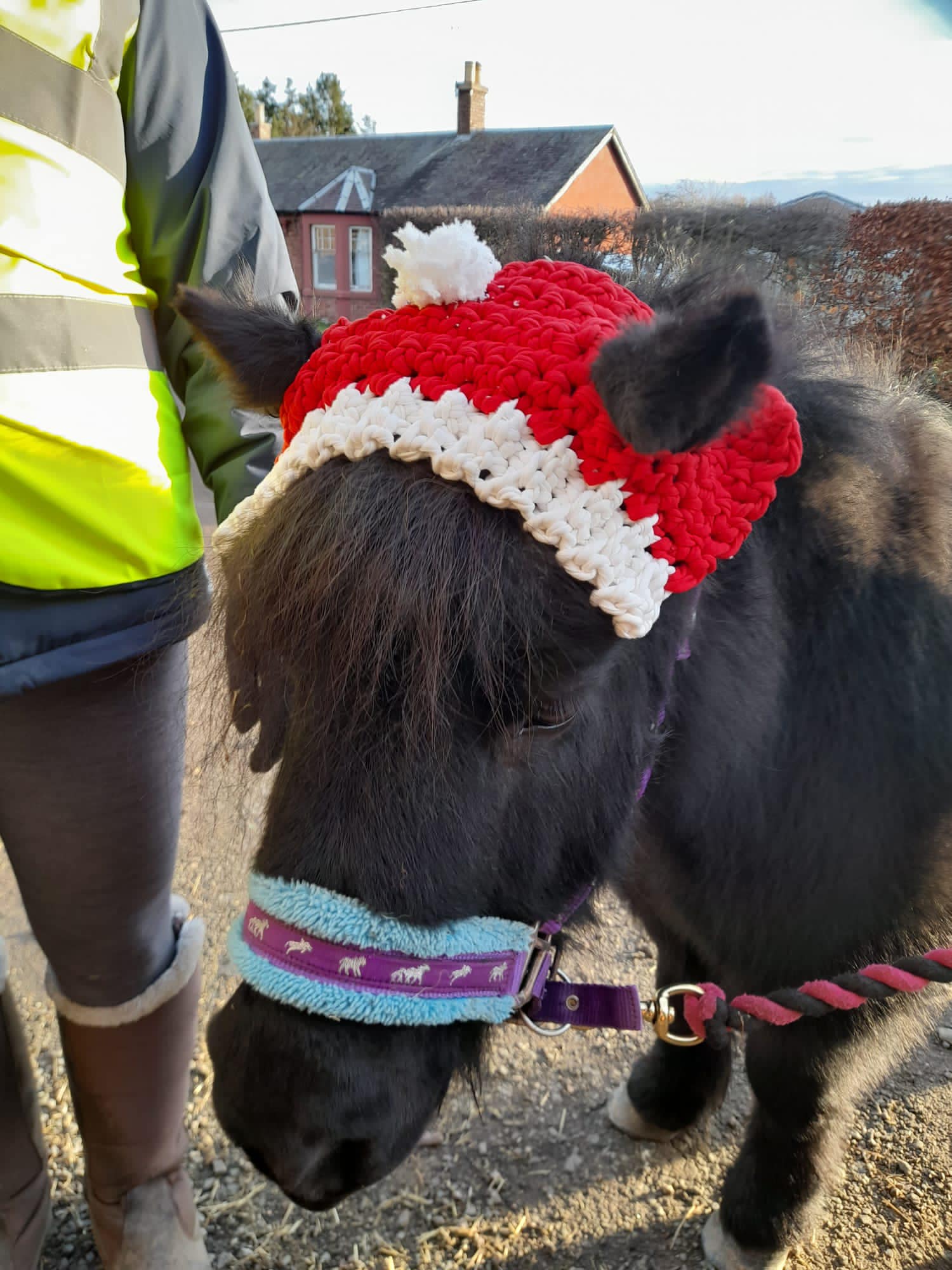Thornton Rose RDA horses